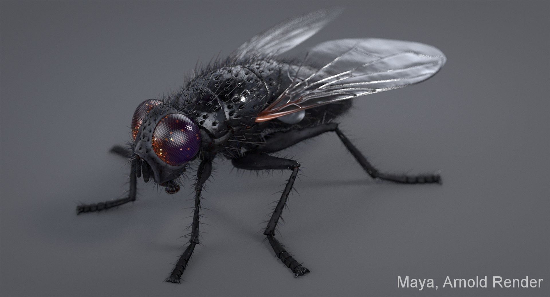3D realistic housefly - TurboSquid 1346869