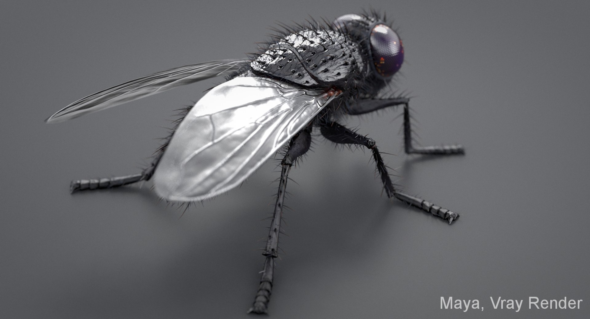 3D realistic housefly - TurboSquid 1346869