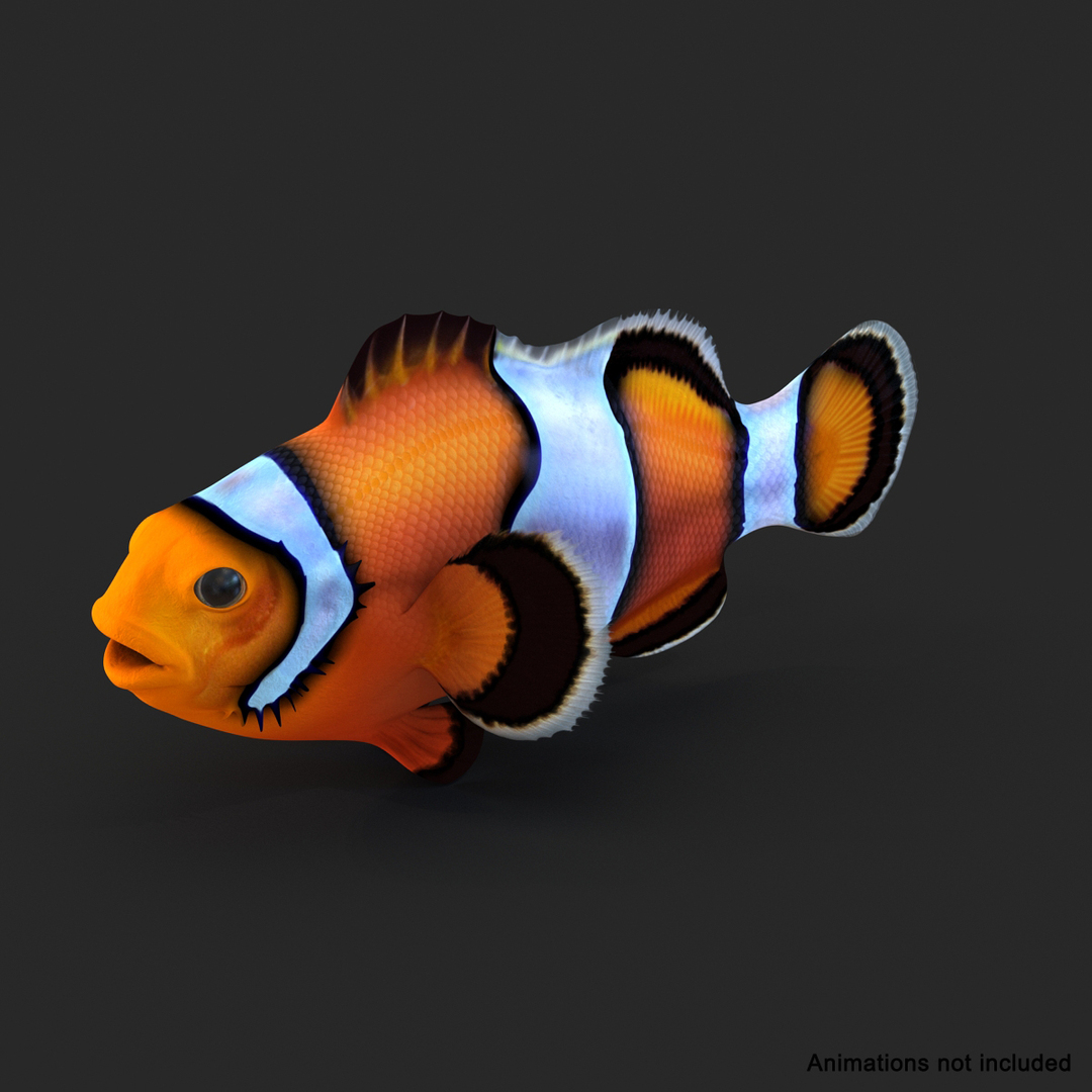 3d Clownfish Rigged Model