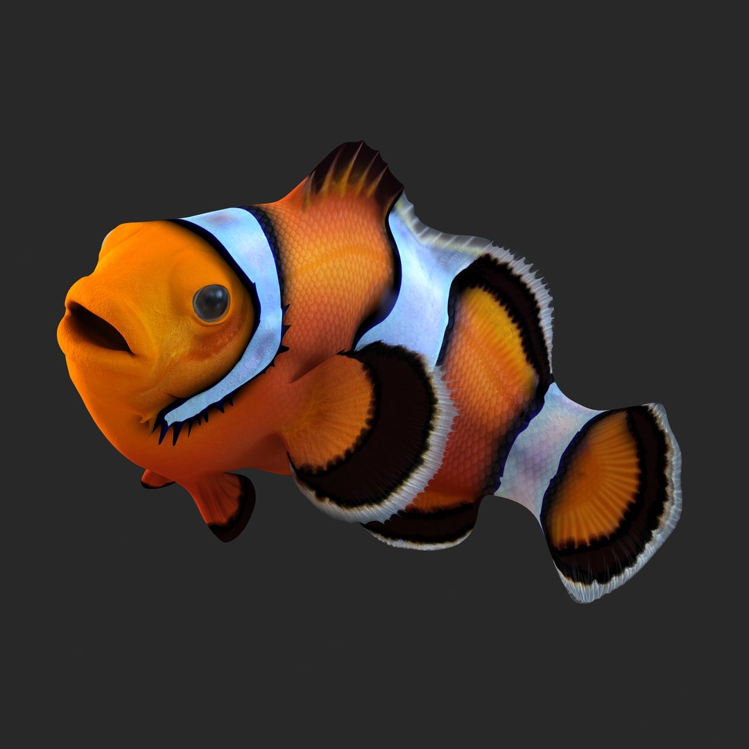 3d Clownfish Rigged Model