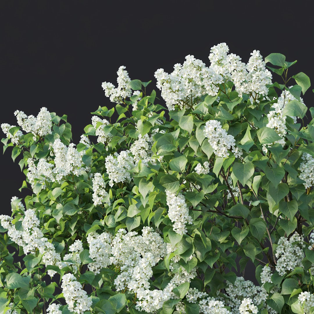 Lilac Tree Model - TurboSquid 1361180