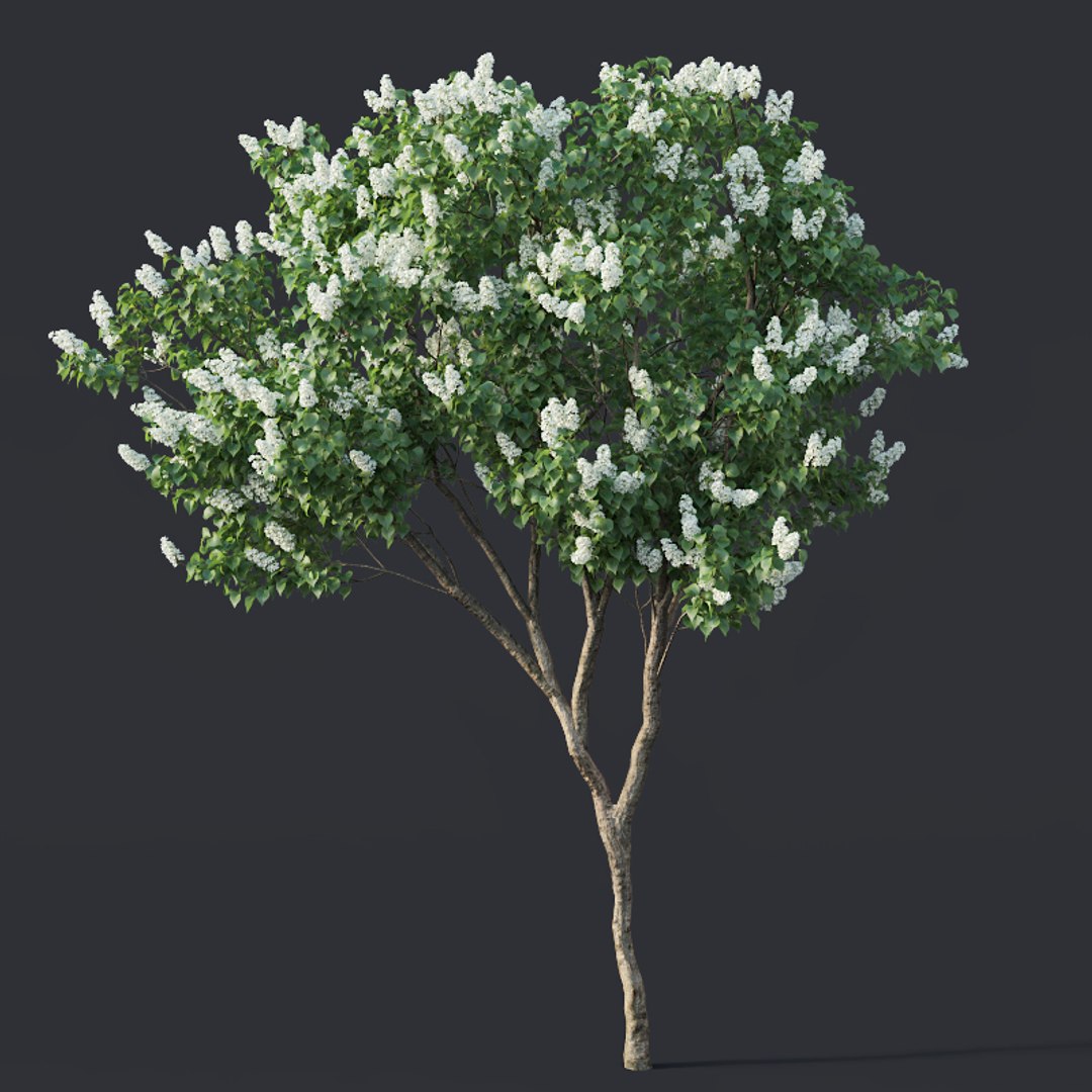 Lilac Tree Model - TurboSquid 1361180