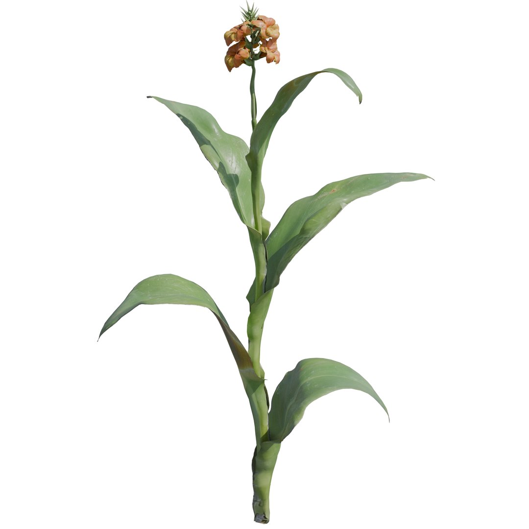 Canna Indica 3D - TurboSquid 2371597