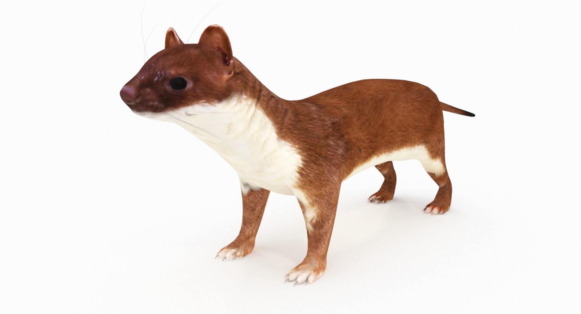 3D Model Weasel - TurboSquid 1213072