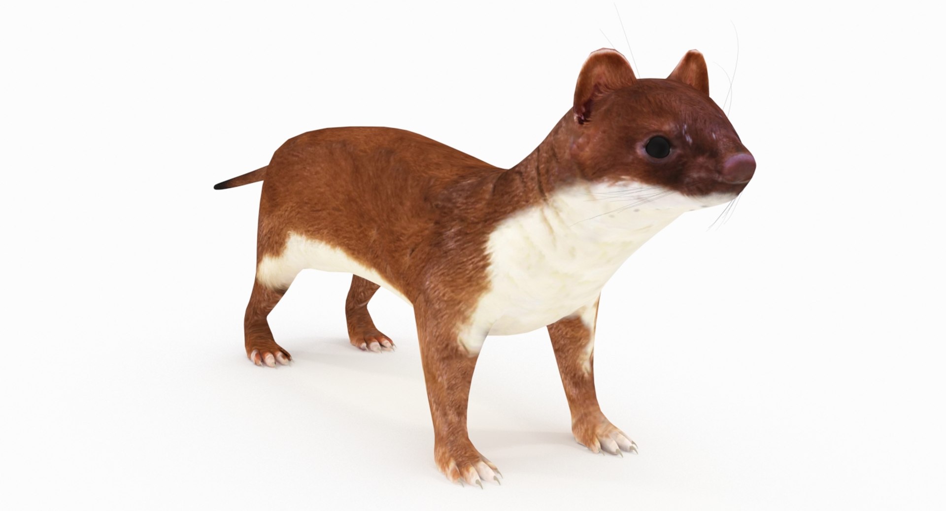 3D Model Weasel - TurboSquid 1213072