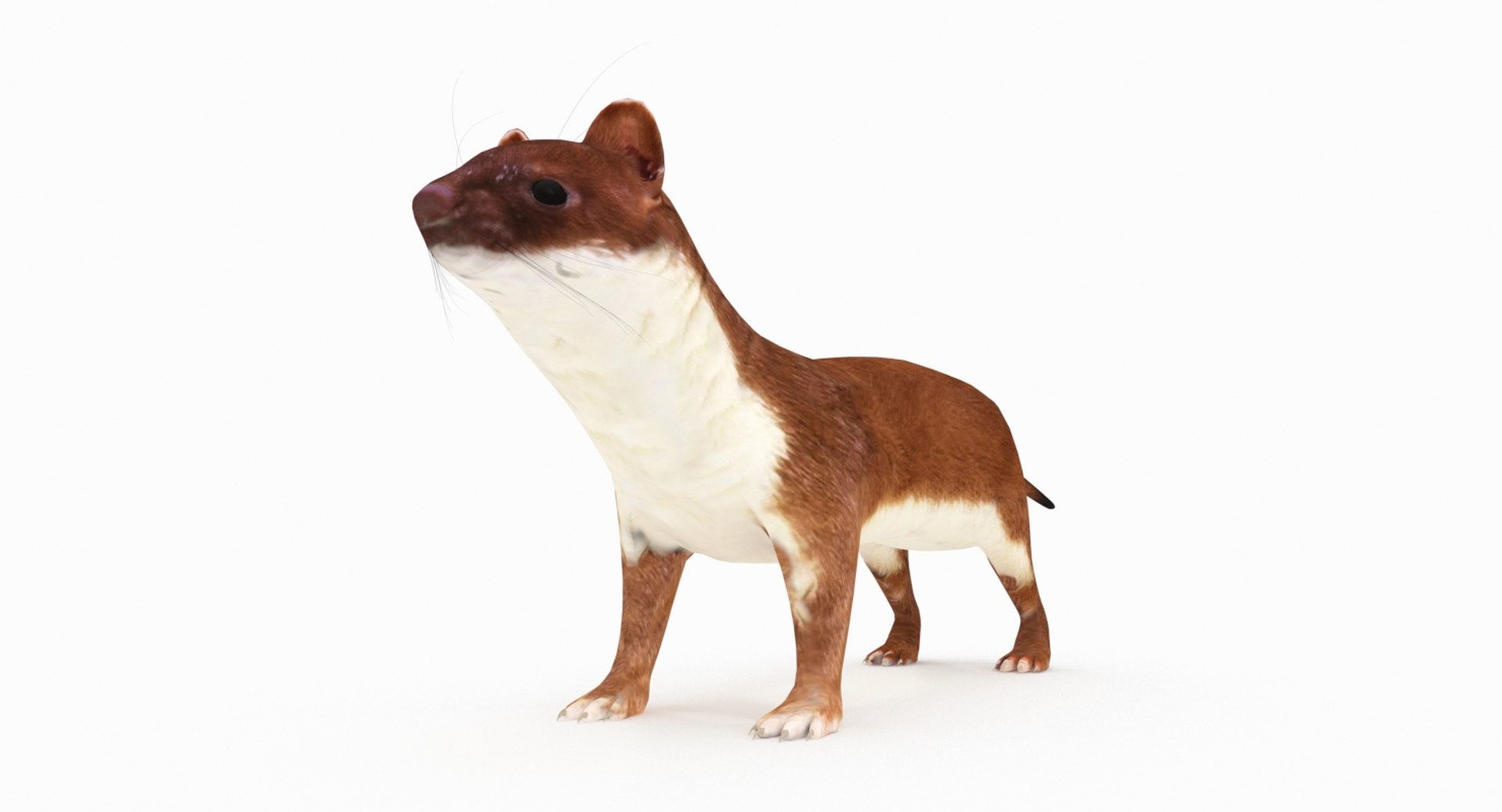 3D Model Weasel - TurboSquid 1213072