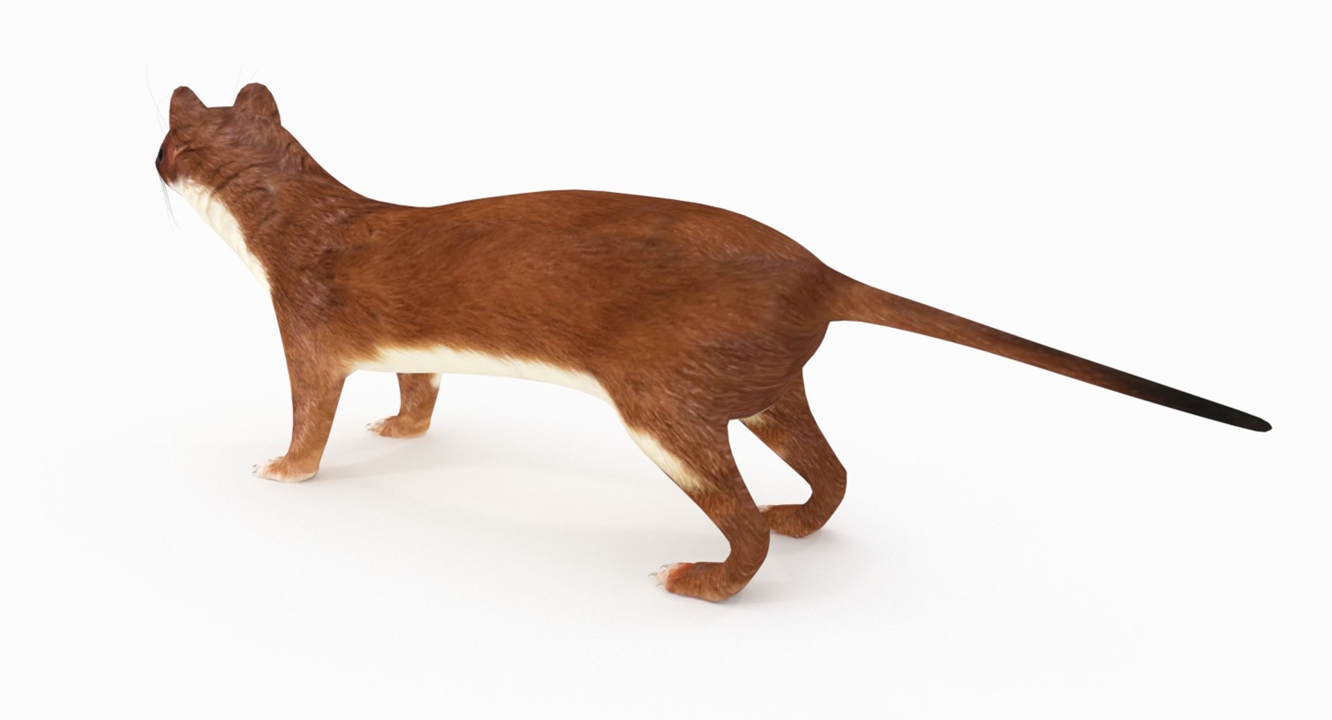 3D Model Weasel - TurboSquid 1213072
