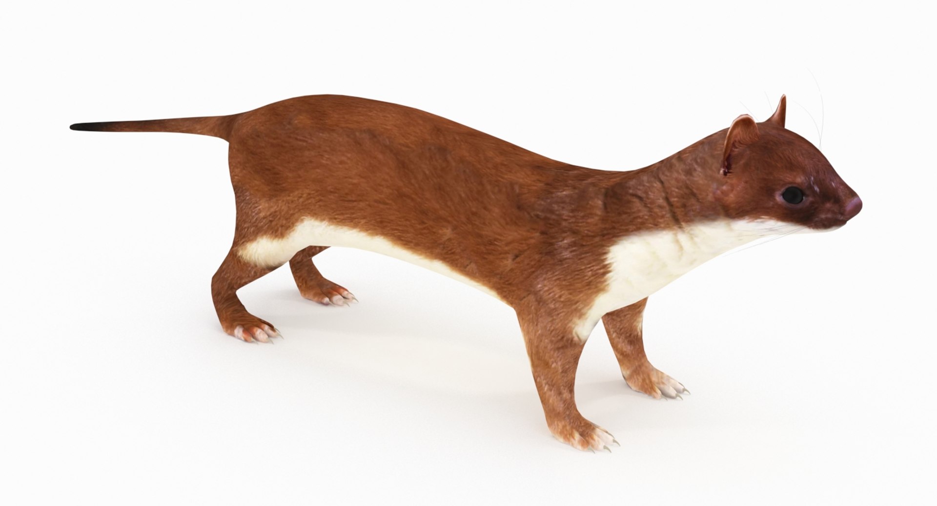 3D Model Weasel - TurboSquid 1213072