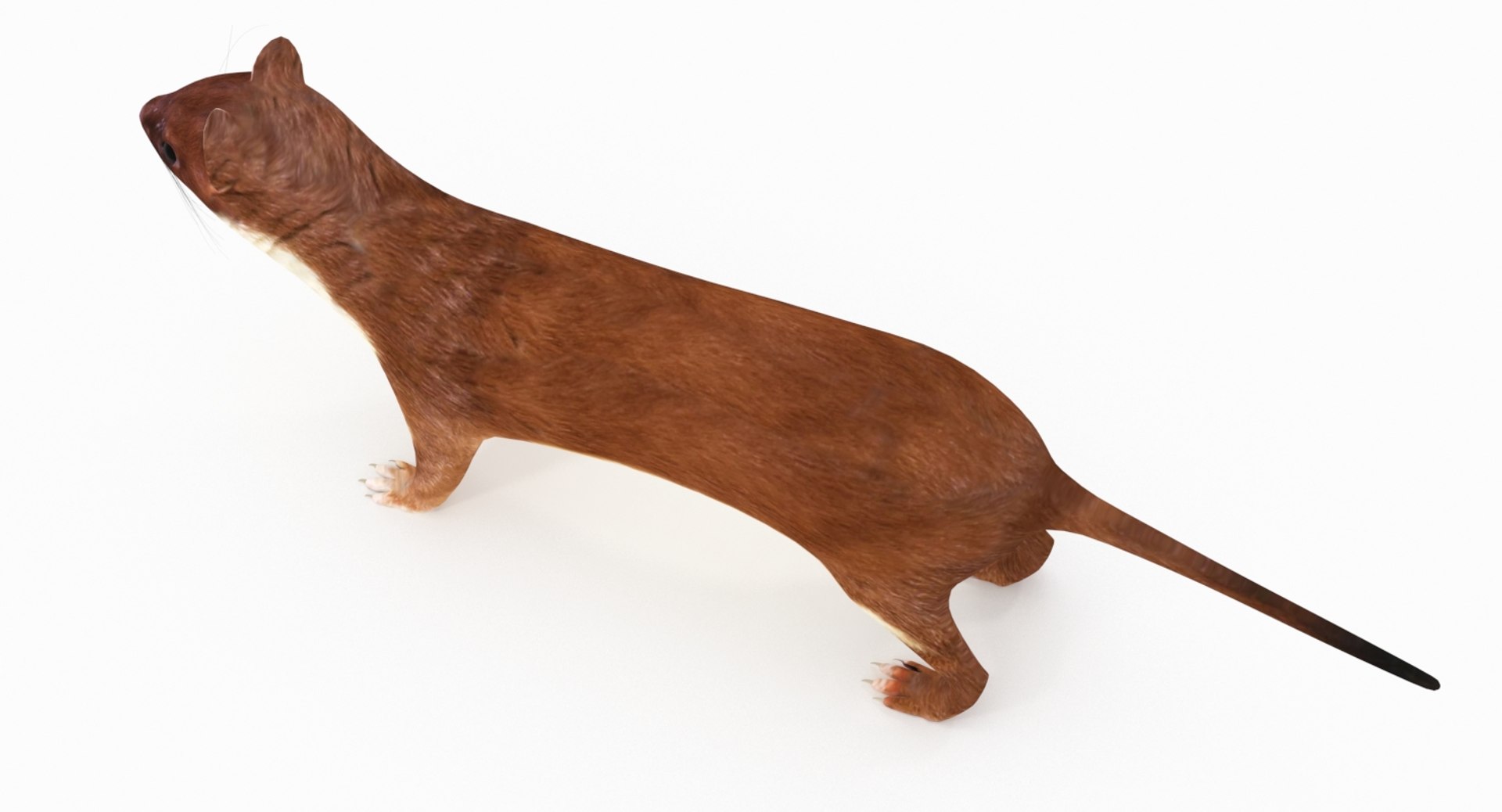 3D Model Weasel - TurboSquid 1213072