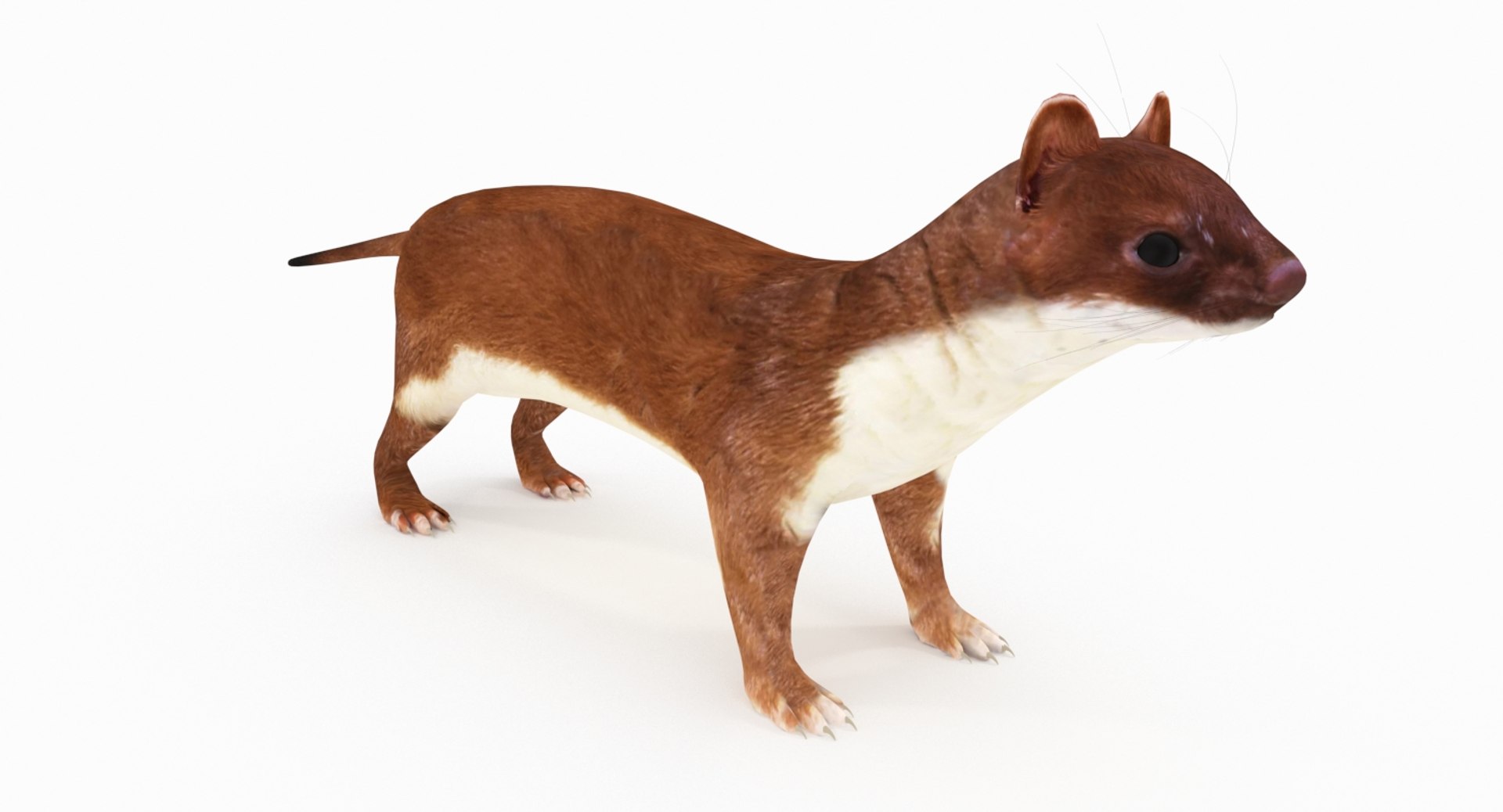 3D Model Weasel - TurboSquid 1213072