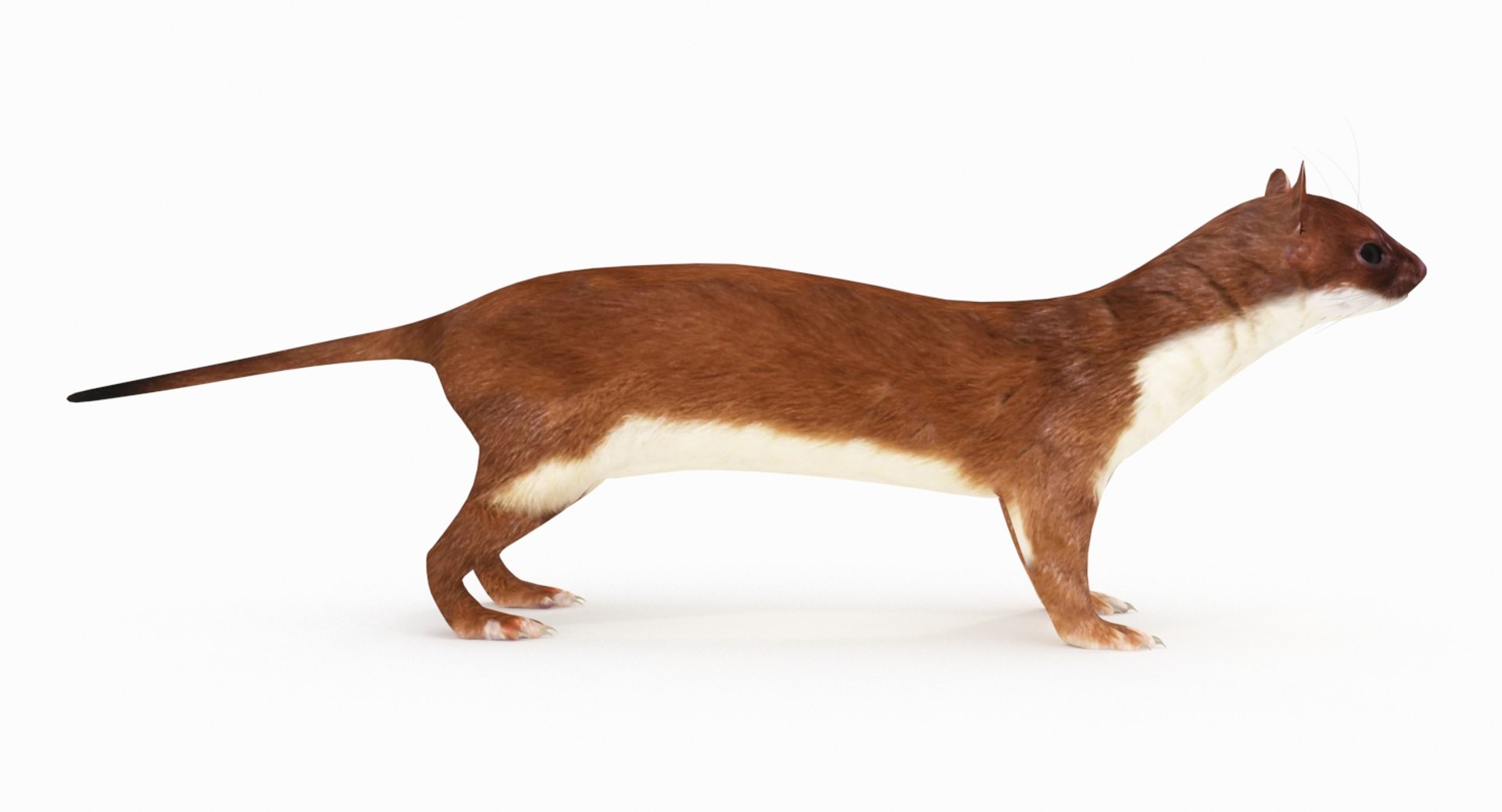 3D Model Weasel - TurboSquid 1213072