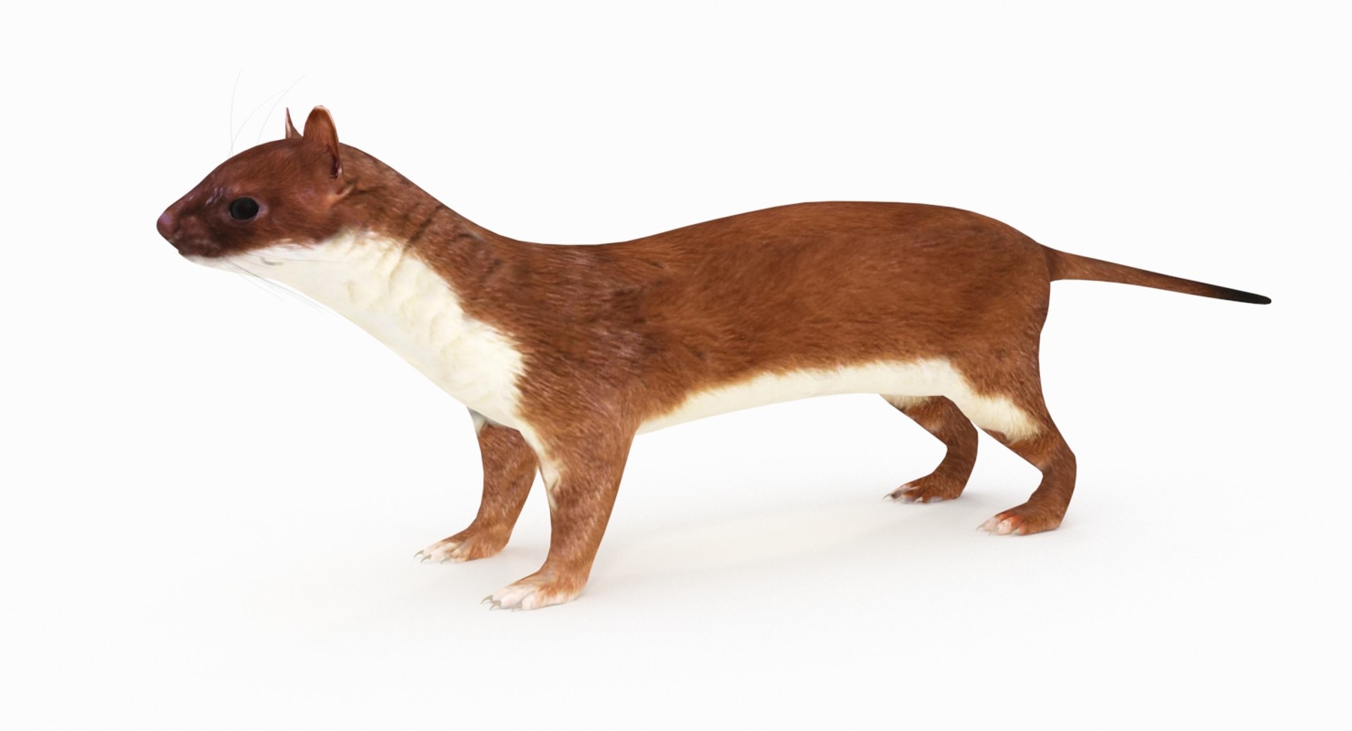 3D Model Weasel - TurboSquid 1213072