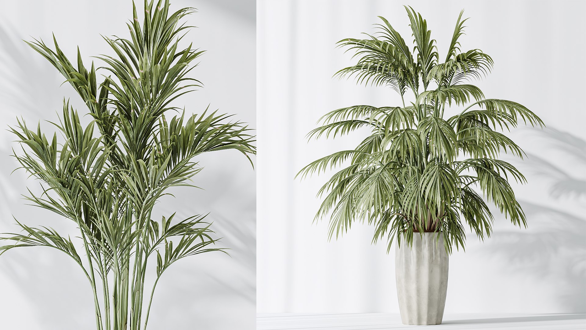 3D AV Indoor Plants Set 144 Areca Majesty Cat Reed Palm - TurboSquid ...