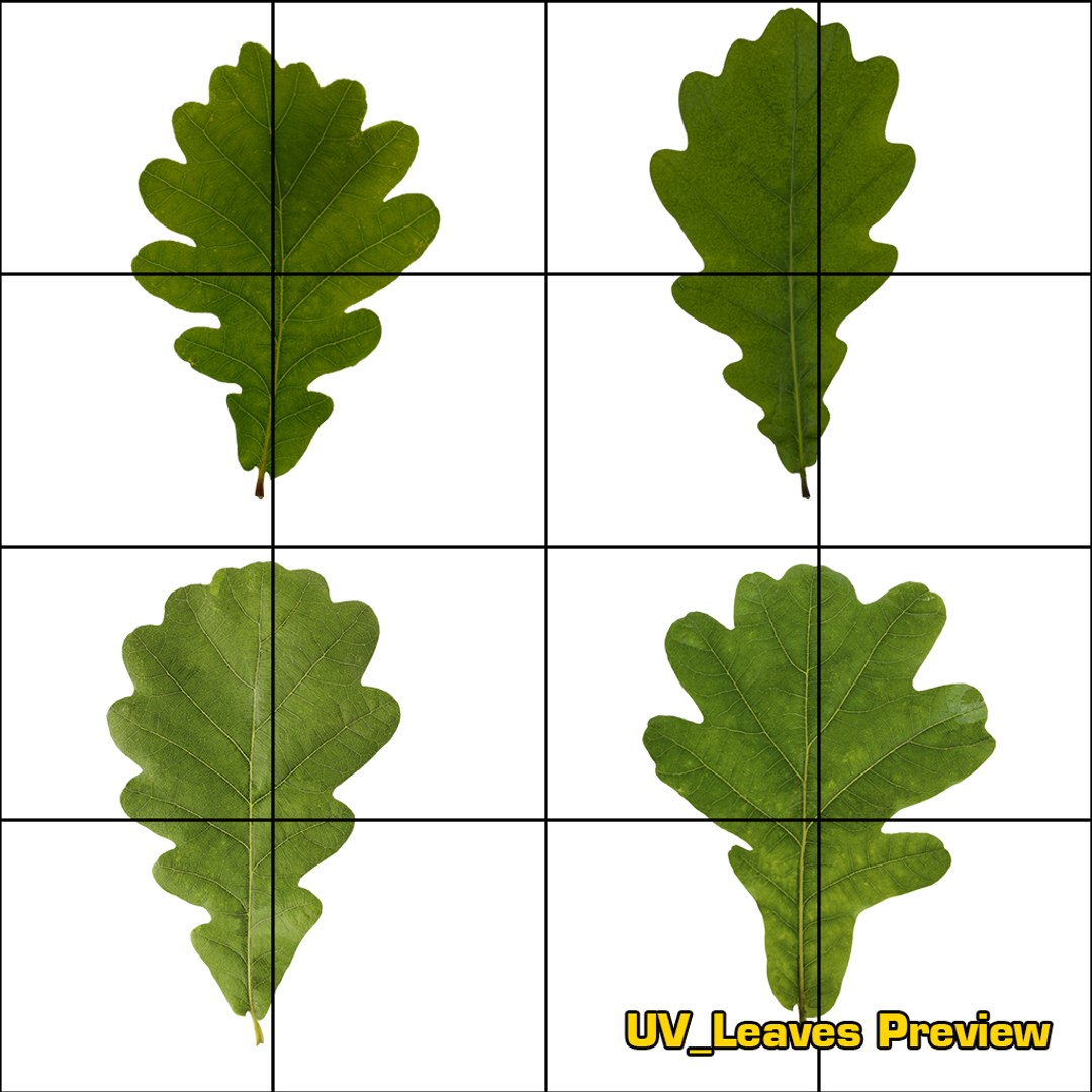 Oak summer 5 tree 3D model - TurboSquid 1378925
