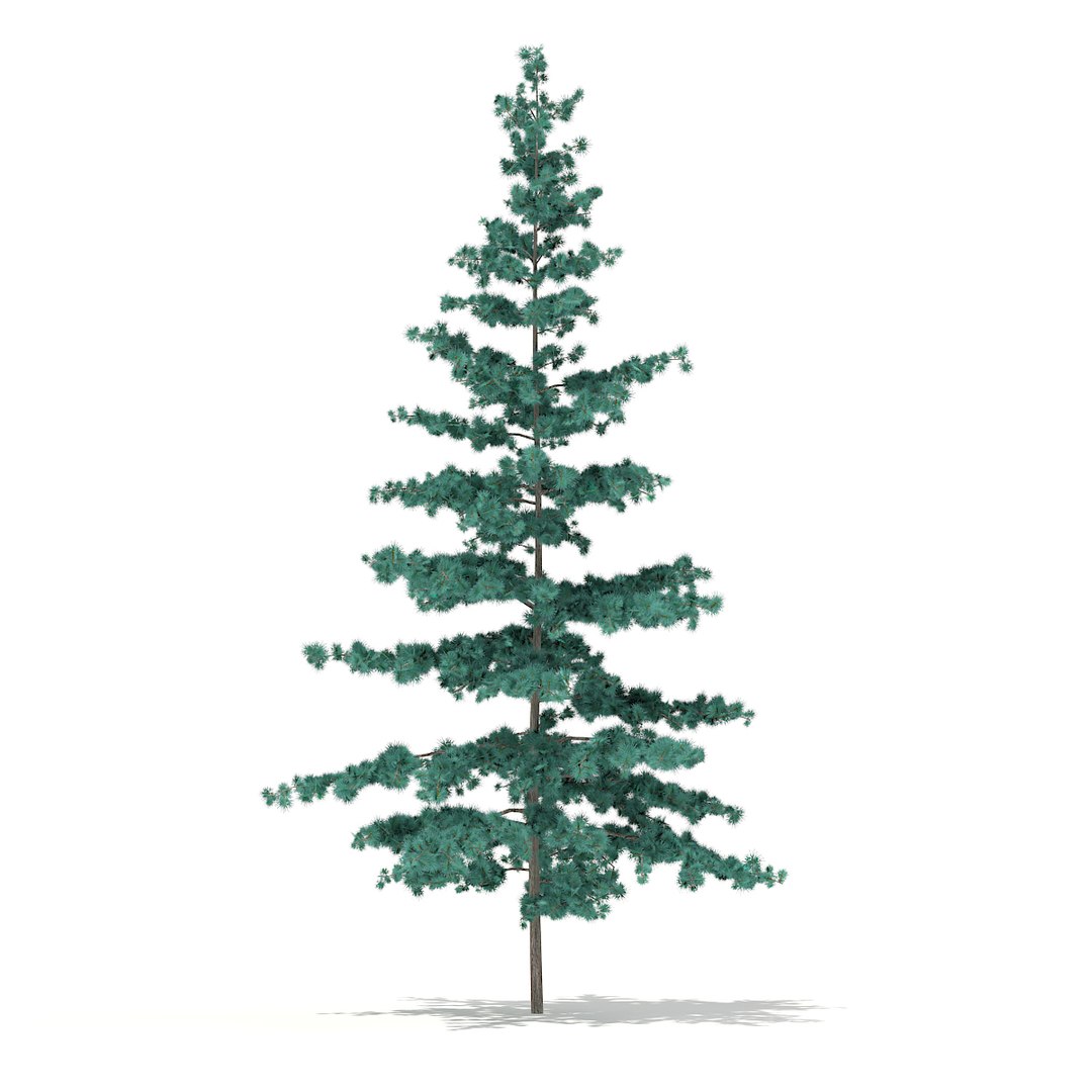 Blue Atlas Cedar Cedrus 3d Model