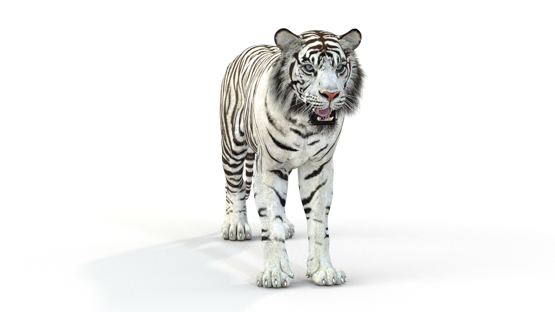 Animated White Tiger