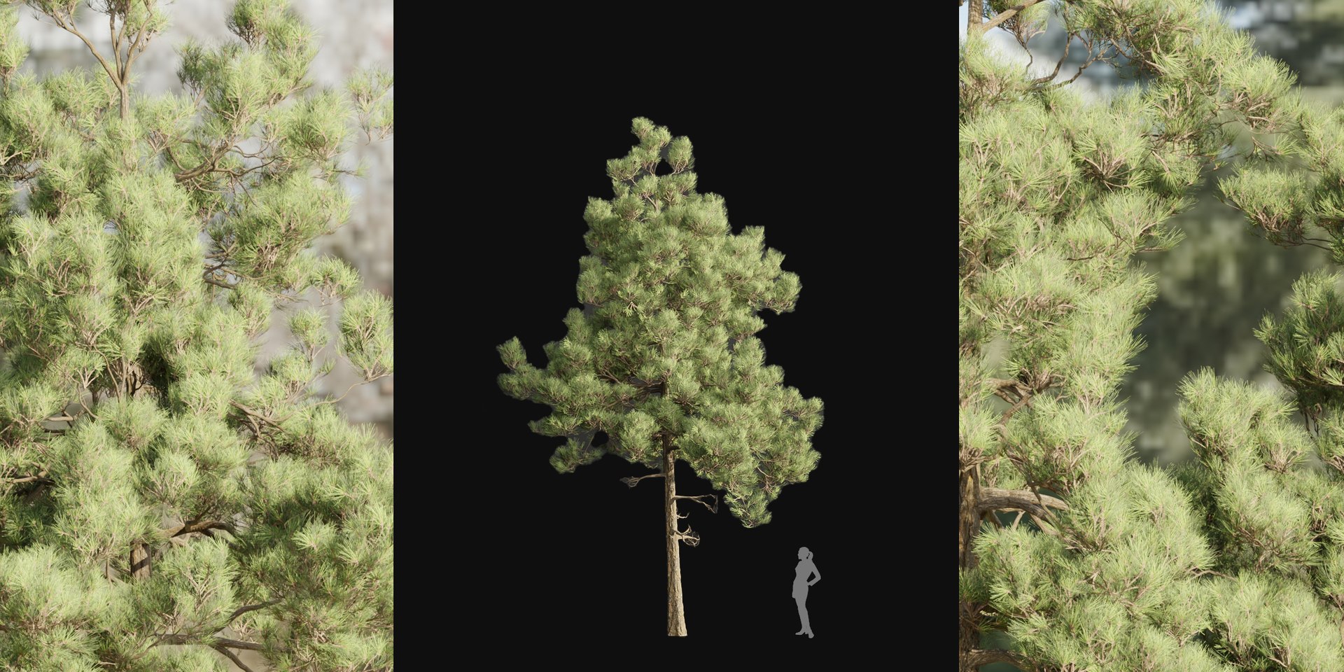 Pine Trees Collection Vol 39-Blender 3D Model - TurboSquid 2112986