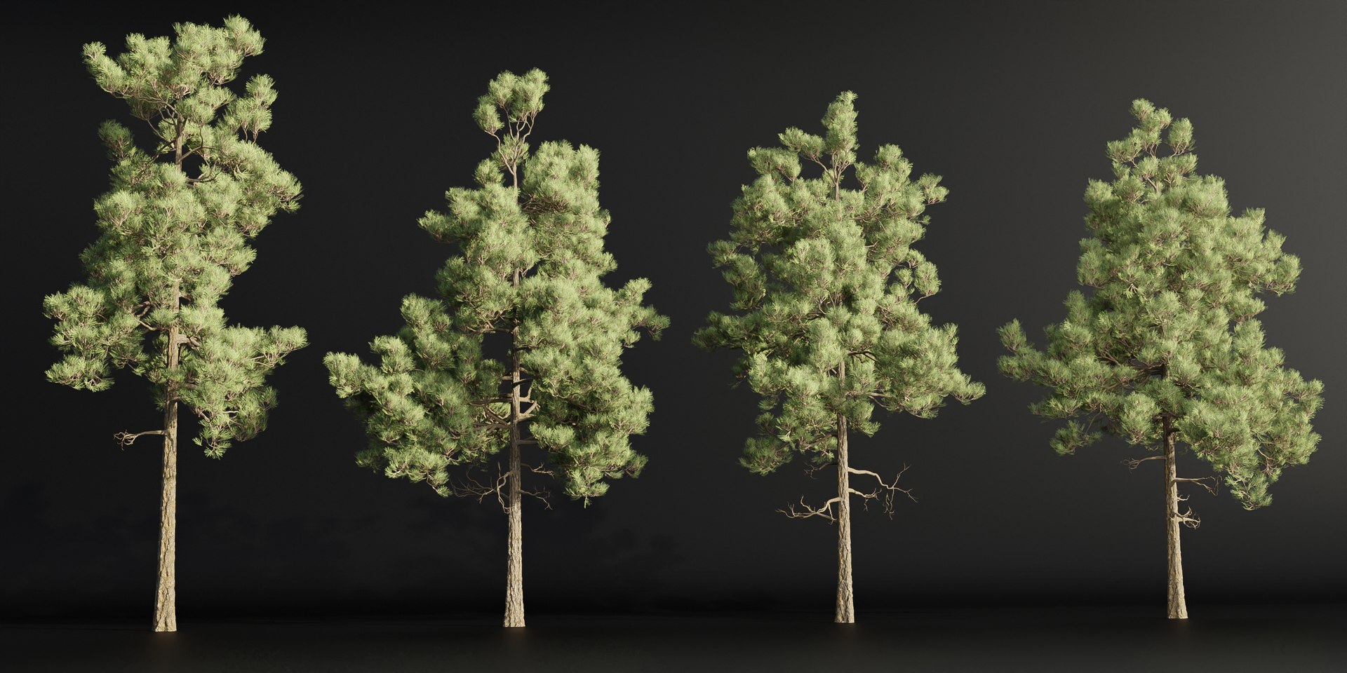 Pine Trees Collection Vol 39-Blender 3D Model - TurboSquid 2112986