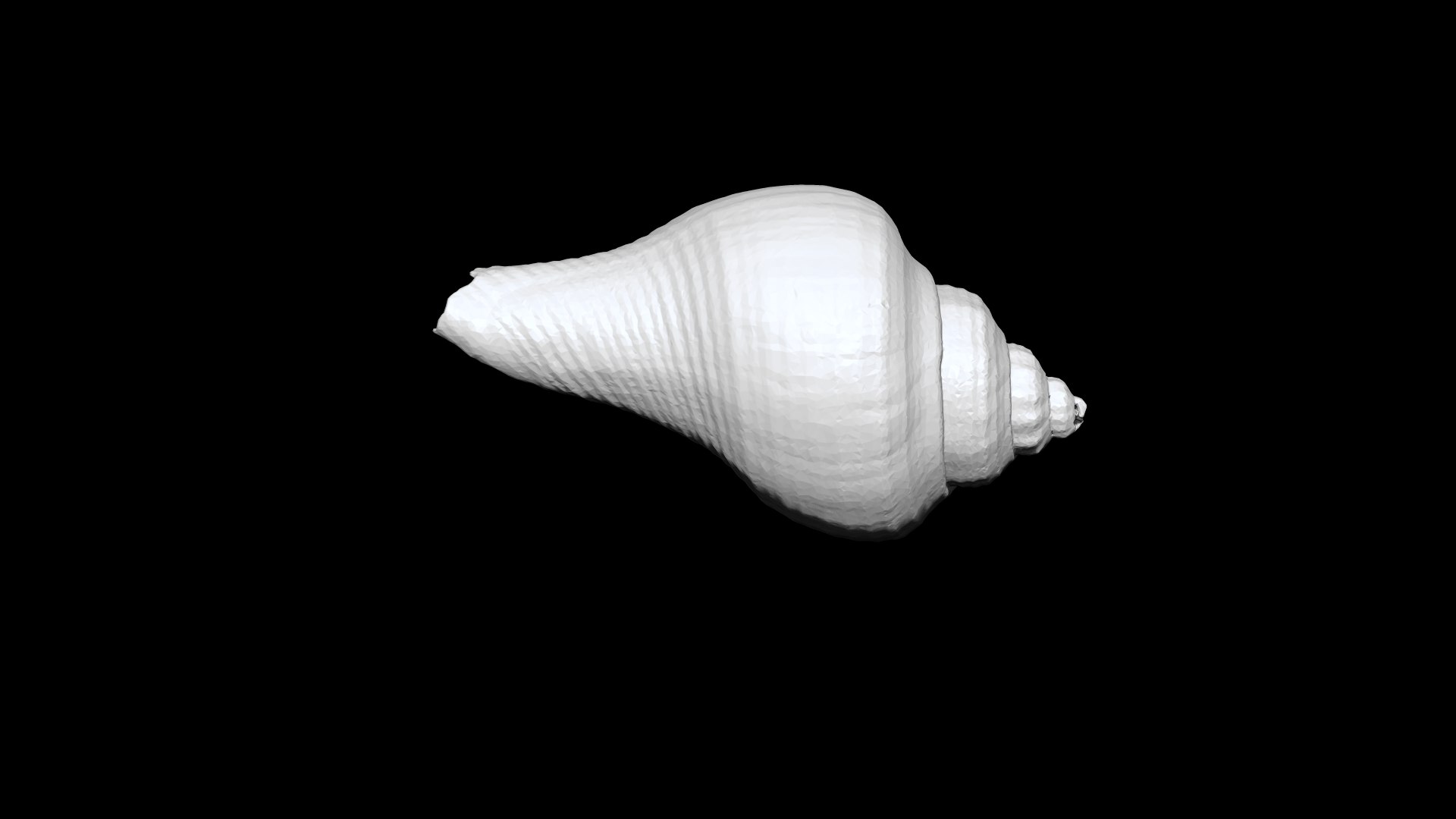 Seashell 014 3D CT Scan Model Model - TurboSquid 1846035