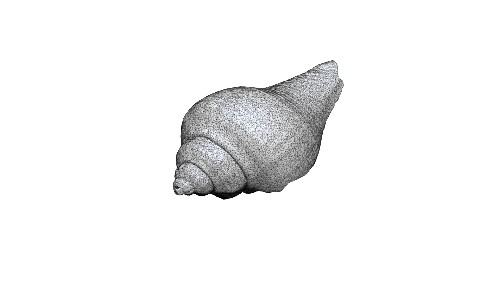 Seashell 014 3D CT Scan Model Model - TurboSquid 1846035