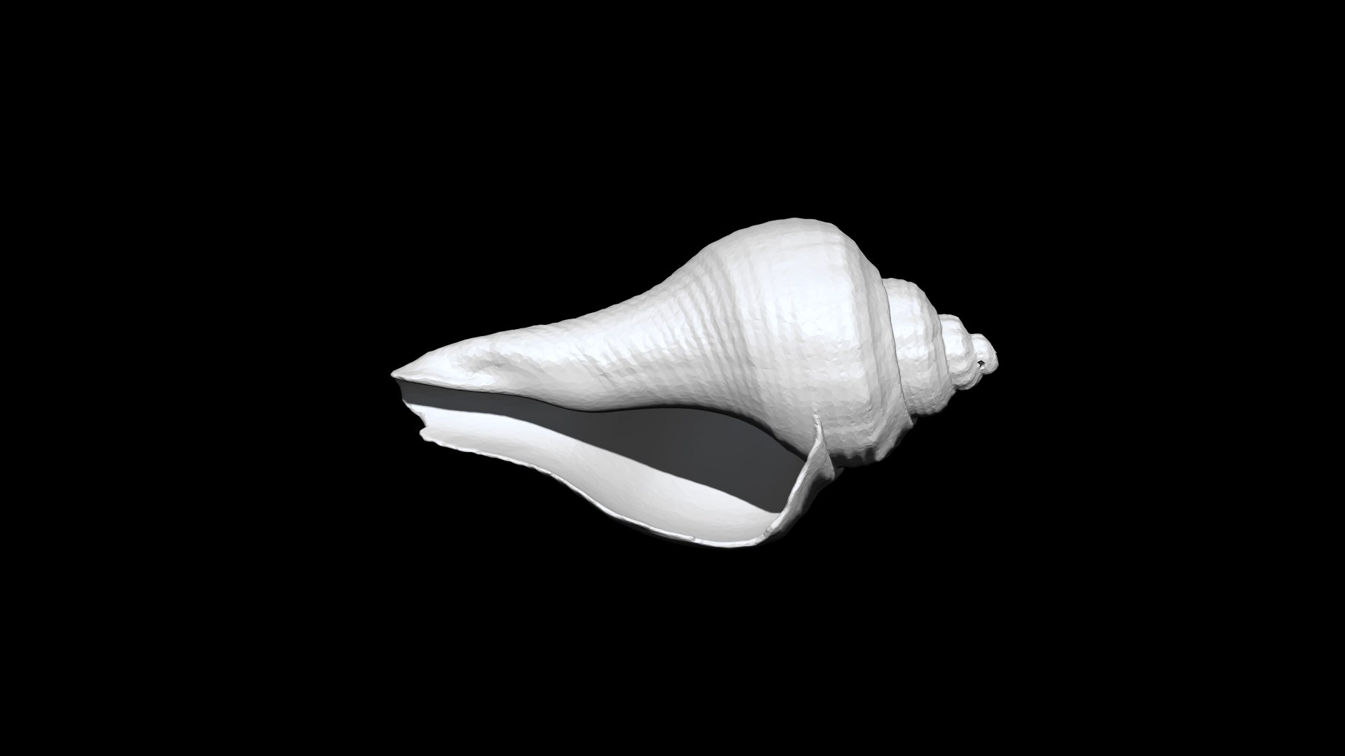 Seashell 014 3D CT Scan Model Model - TurboSquid 1846035