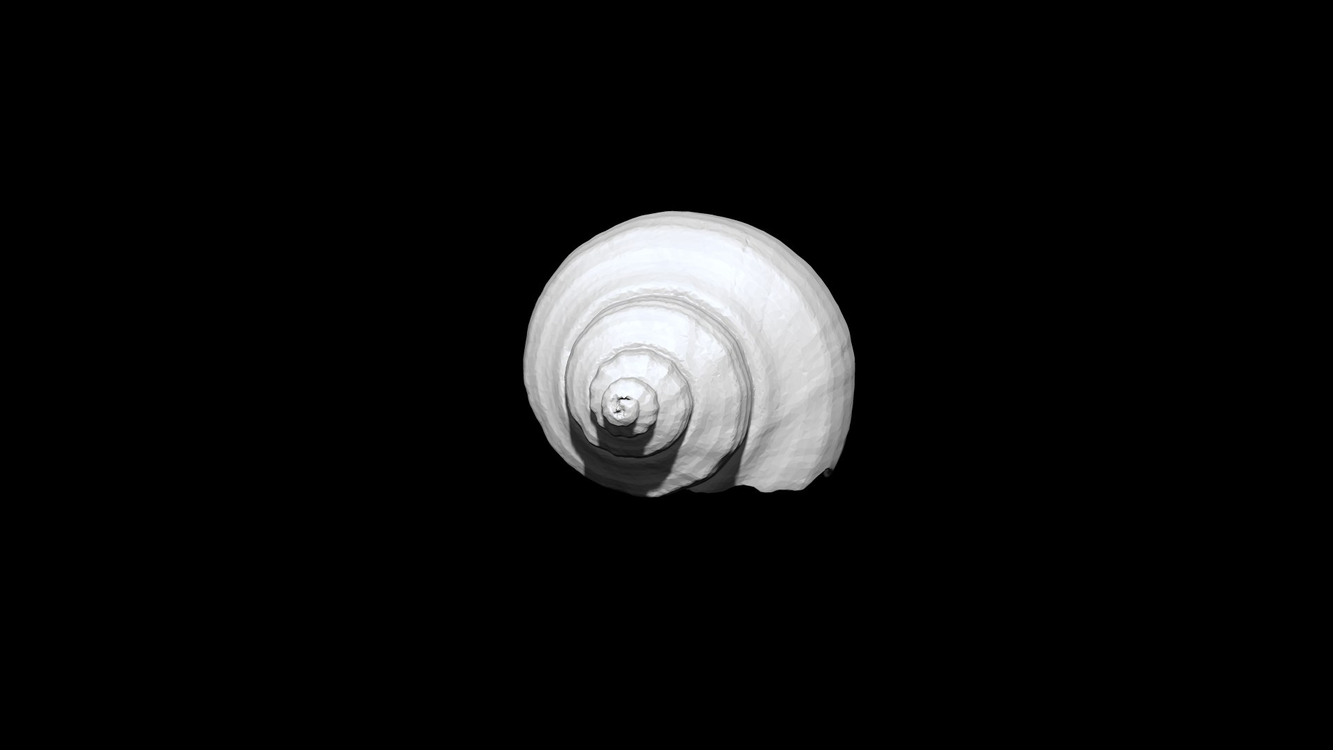 Seashell 014 3D CT Scan Model Model - TurboSquid 1846035