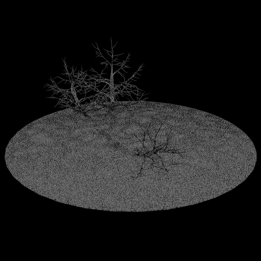 Tree 5 Branches 3d Model