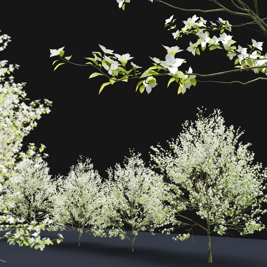 Cornus Florida 3D - TurboSquid 1941386