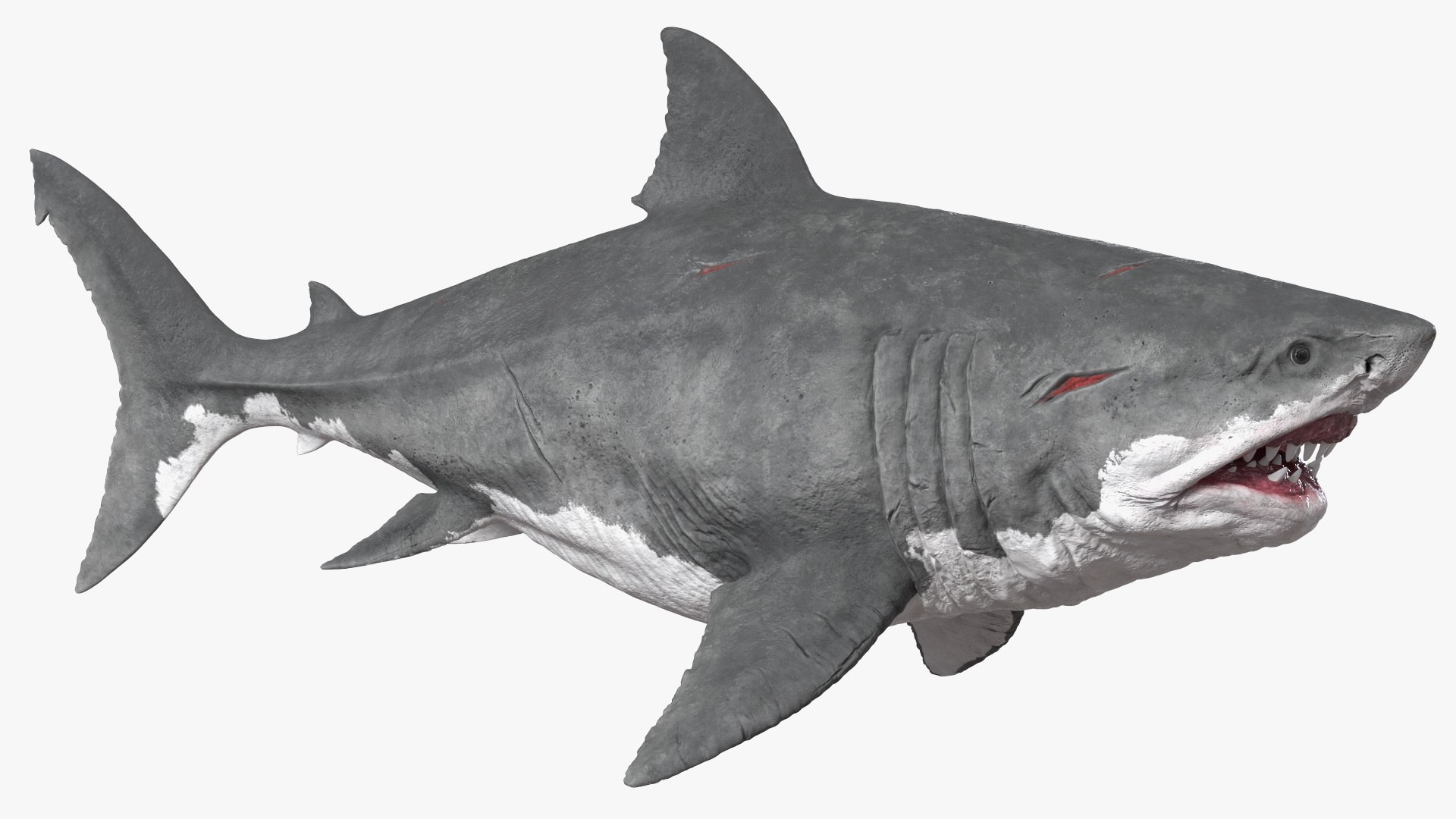 3D model Ancient Megashark Rigged for Modo - TurboSquid 1861949