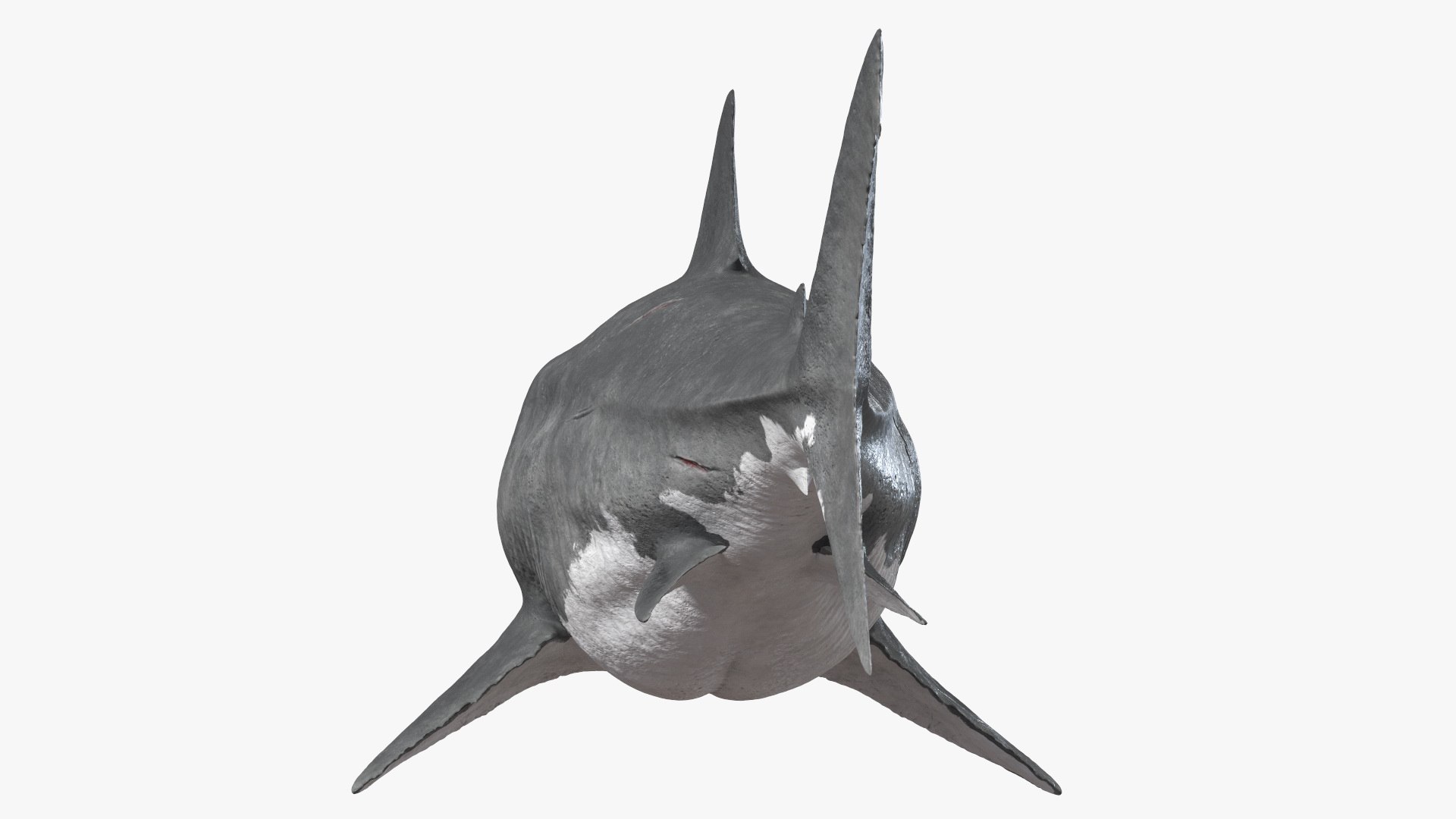 3D model Ancient Megashark Rigged for Modo - TurboSquid 1861949