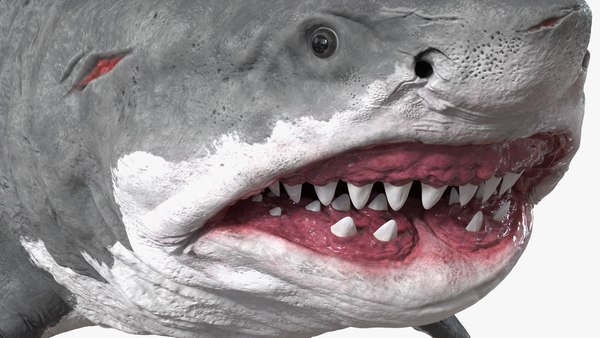 3D model Ancient Megashark Rigged for Modo - TurboSquid 1861949