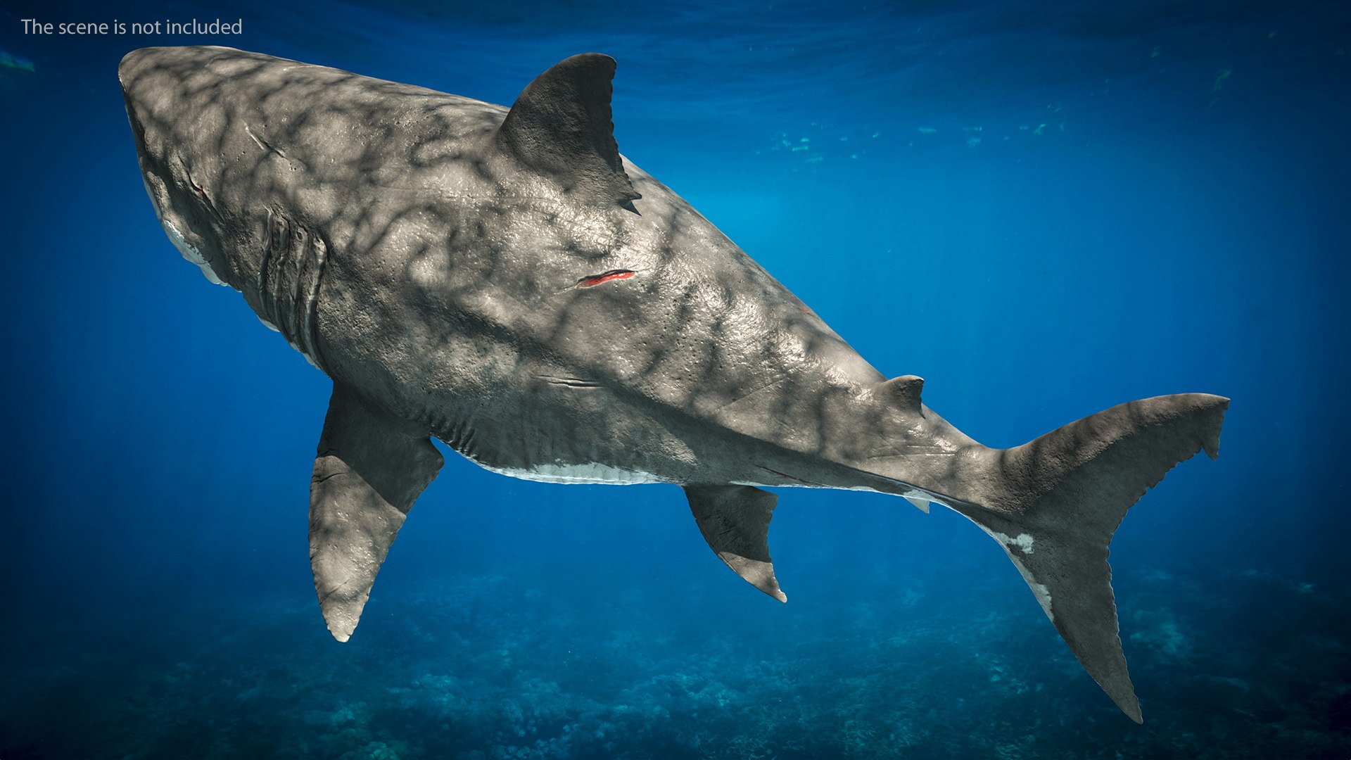 3D model Ancient Megashark Rigged for Modo - TurboSquid 1861949