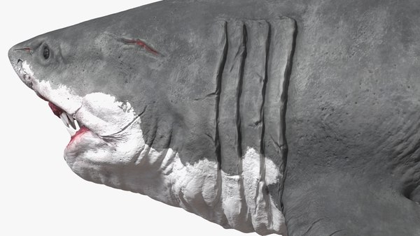 Modo를 위해 조작된 고대 Megashark 3D 모델 - TurboSquid 1861949