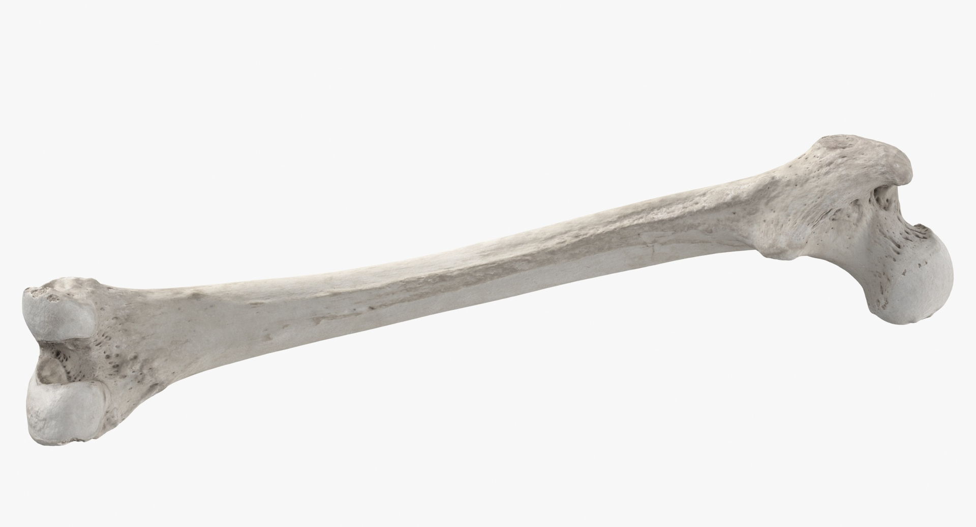 Human Leg Bones 02 Collection White - 5 models 3D model - TurboSquid ...