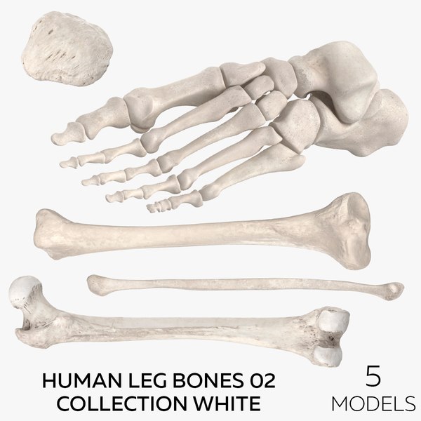 3D square bone structure model - TurboSquid 1298833