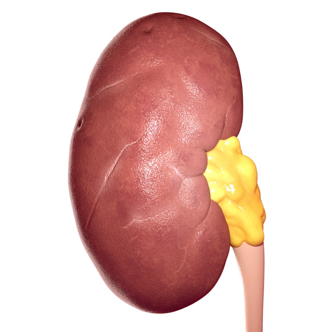 Realistic Human Kidney 3d C4d