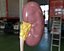 Realistic Human Kidney 3d C4d