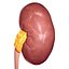 Realistic Human Kidney 3d C4d