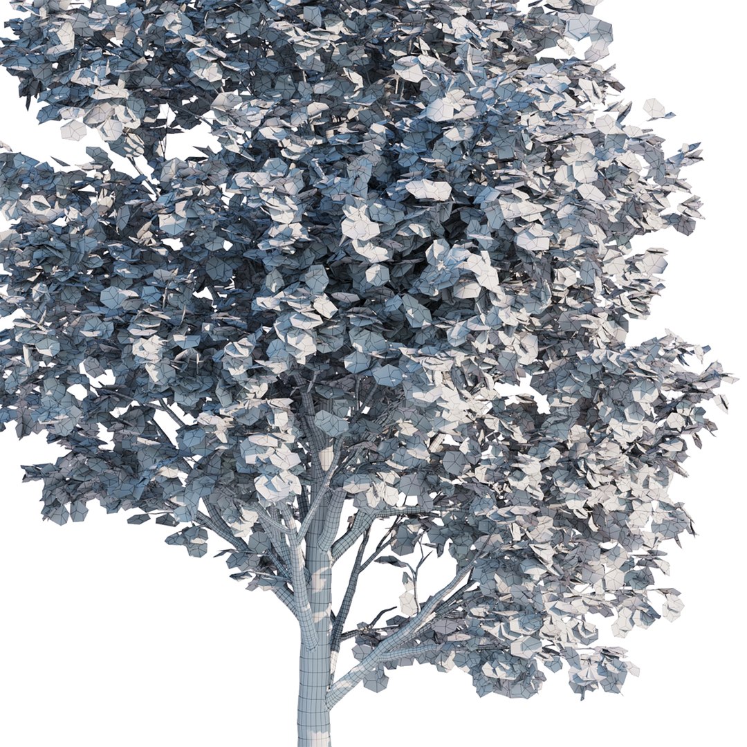 Silver Maple Trees Collection Vol 34 3D - TurboSquid 1950065