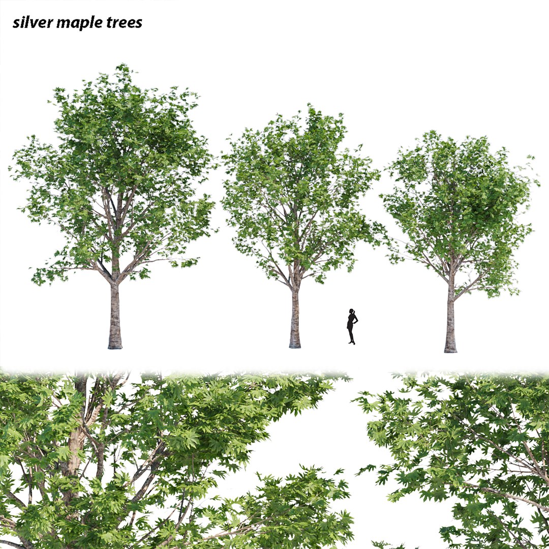 Silver Maple Trees Collection Vol 34 3D - TurboSquid 1950065