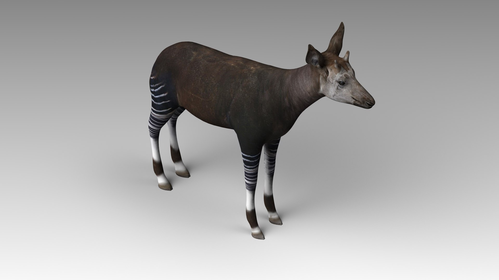 Okapi 3D - TurboSquid 1990485