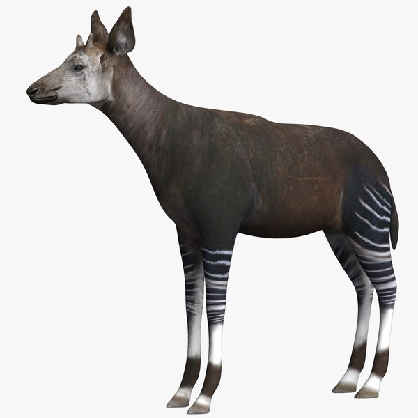 Okapi 3D - TurboSquid 1990485
