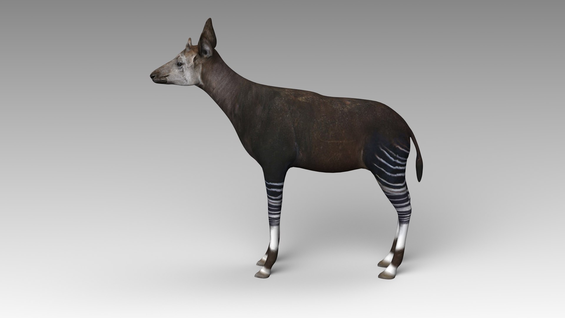 Okapi 3D - TurboSquid 1990485