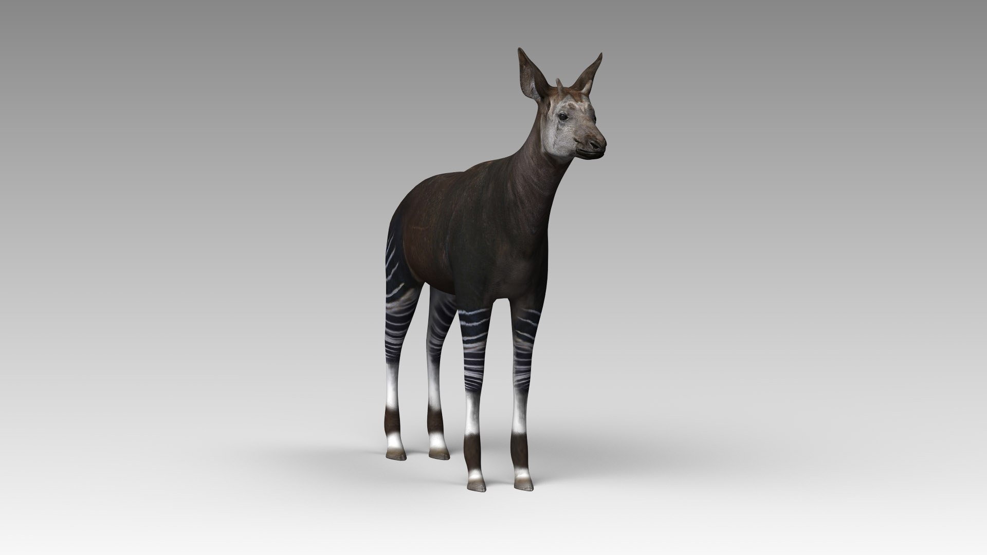 Okapi 3D - TurboSquid 1990485