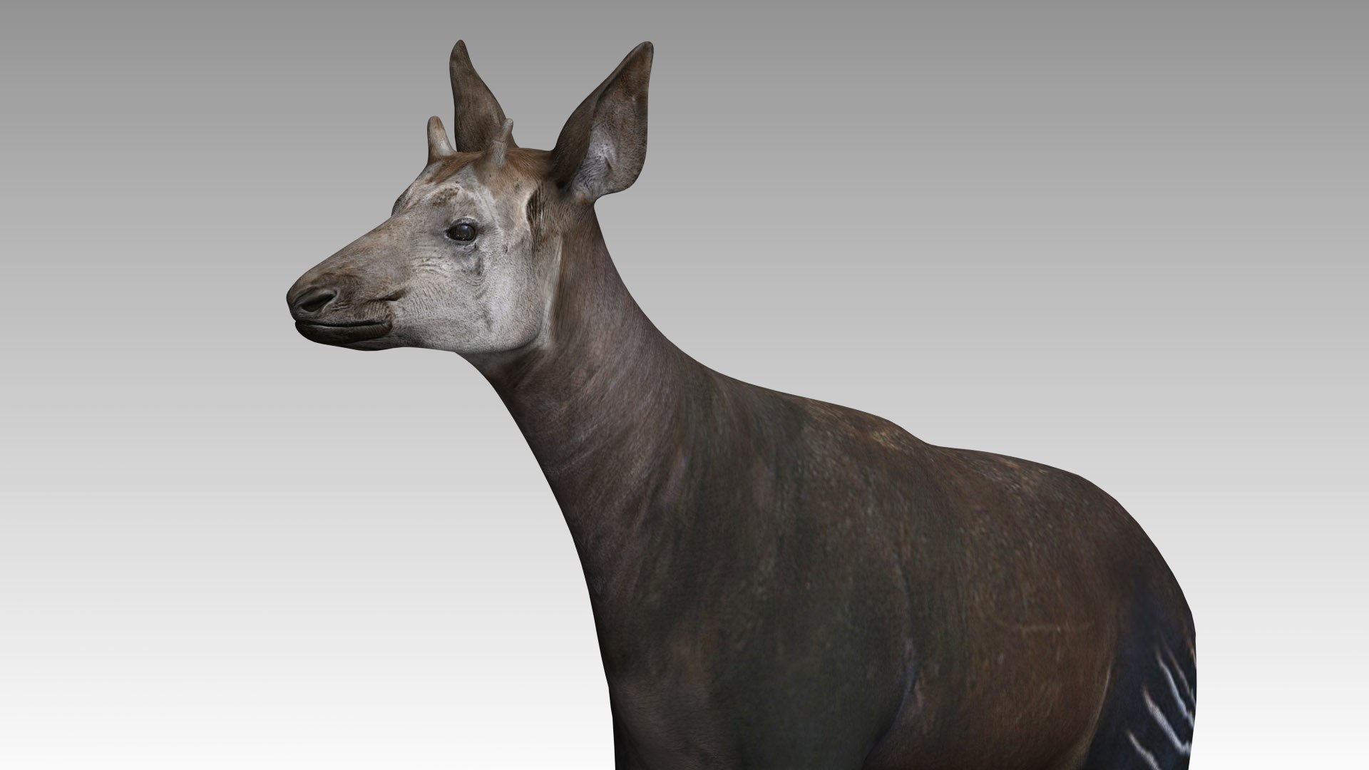 Okapi 3D - TurboSquid 1990485