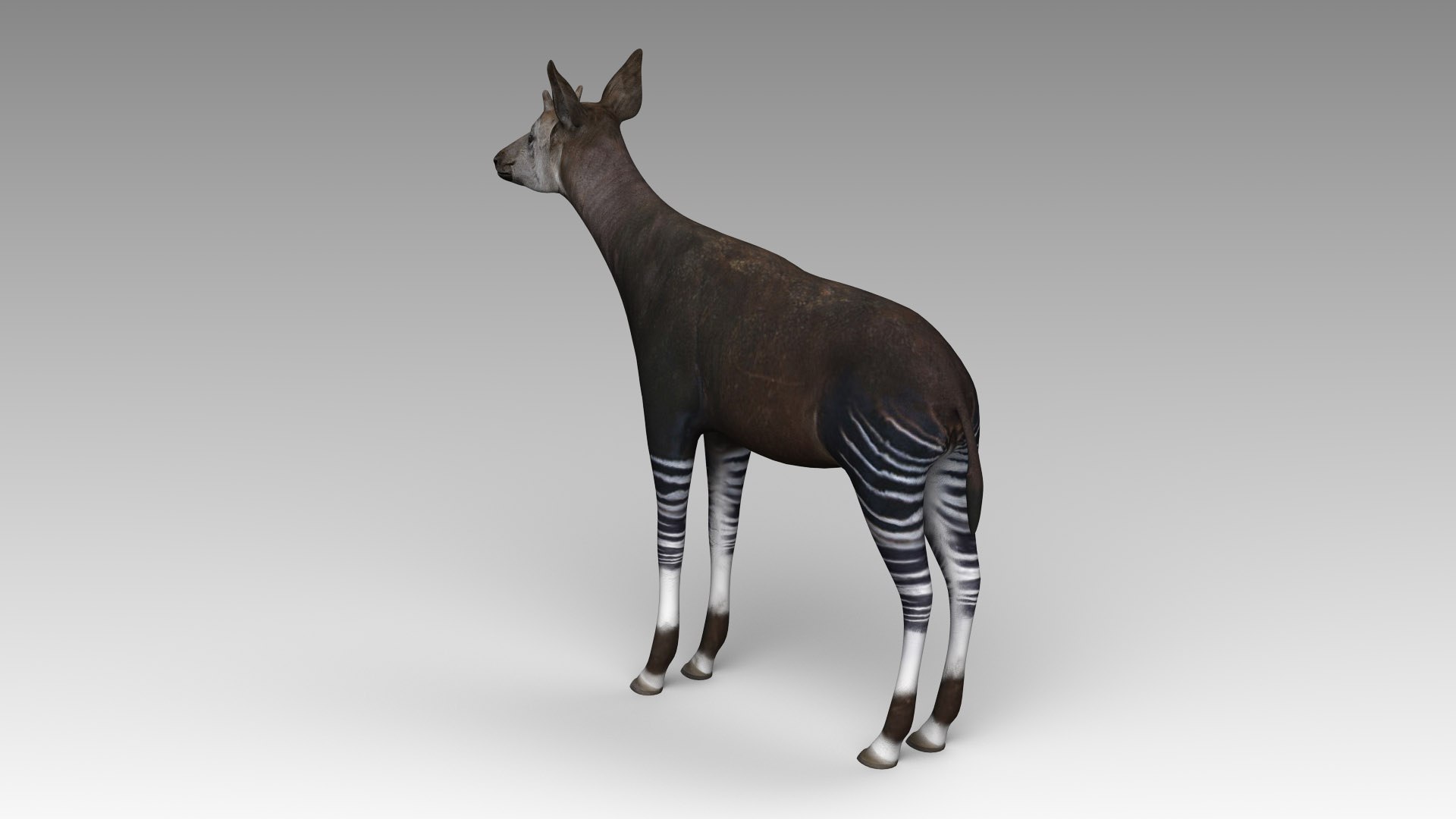 Okapi 3D - TurboSquid 1990485