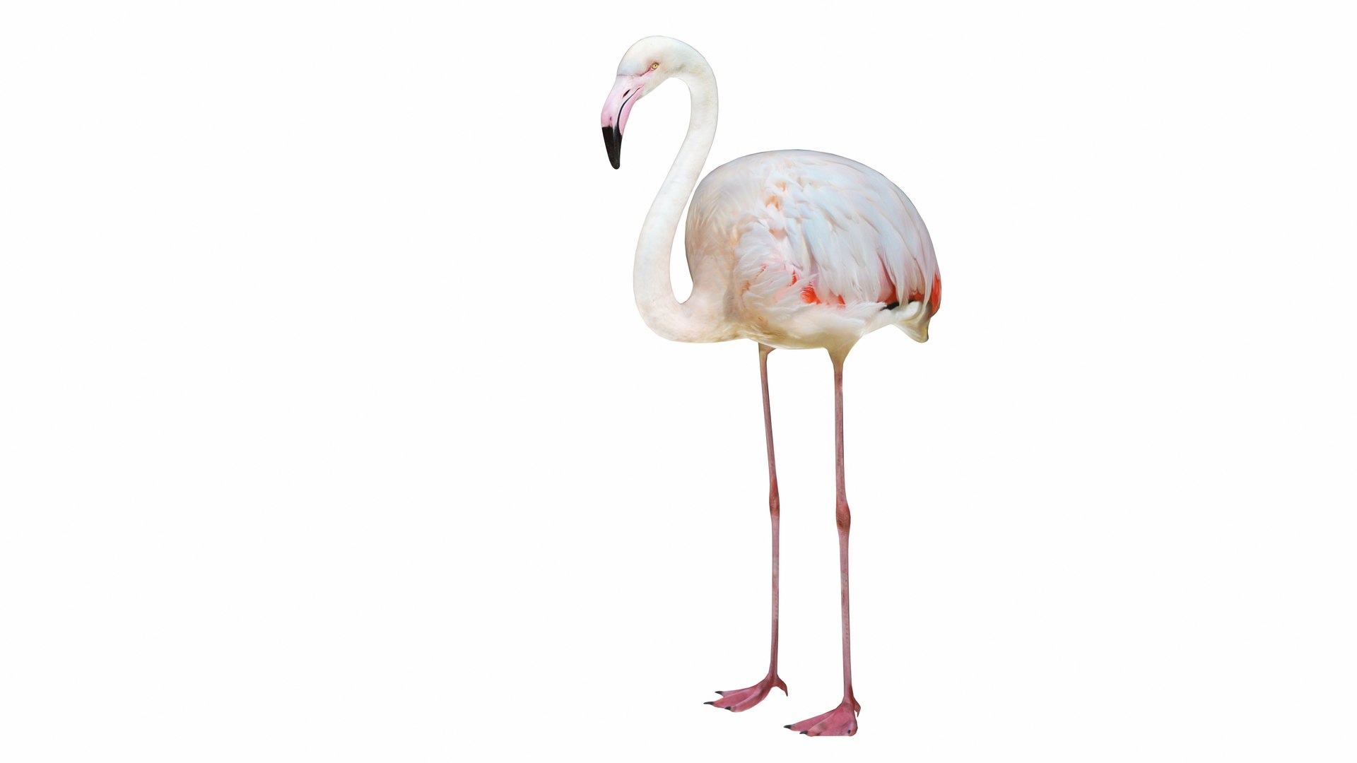 3D Flamingo Collection Model - TurboSquid 2339586