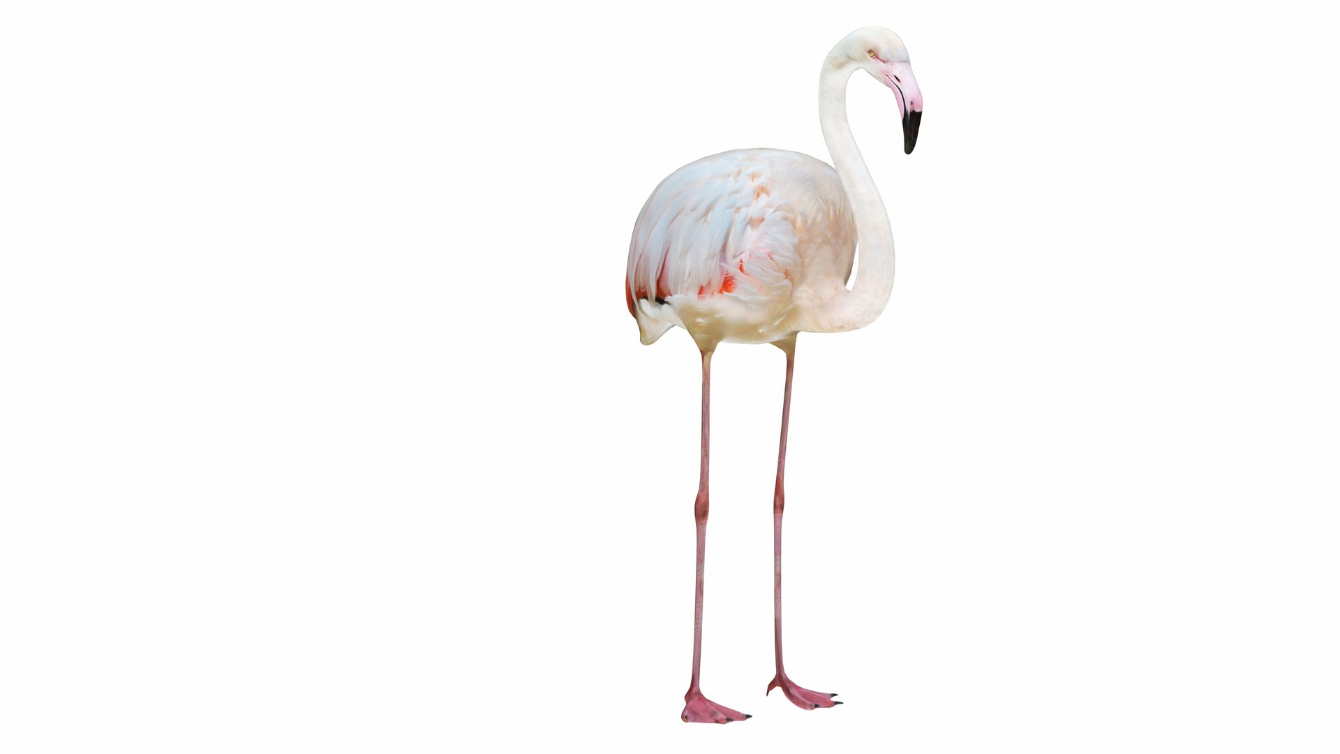 3D Flamingo Collection Model - TurboSquid 2339586