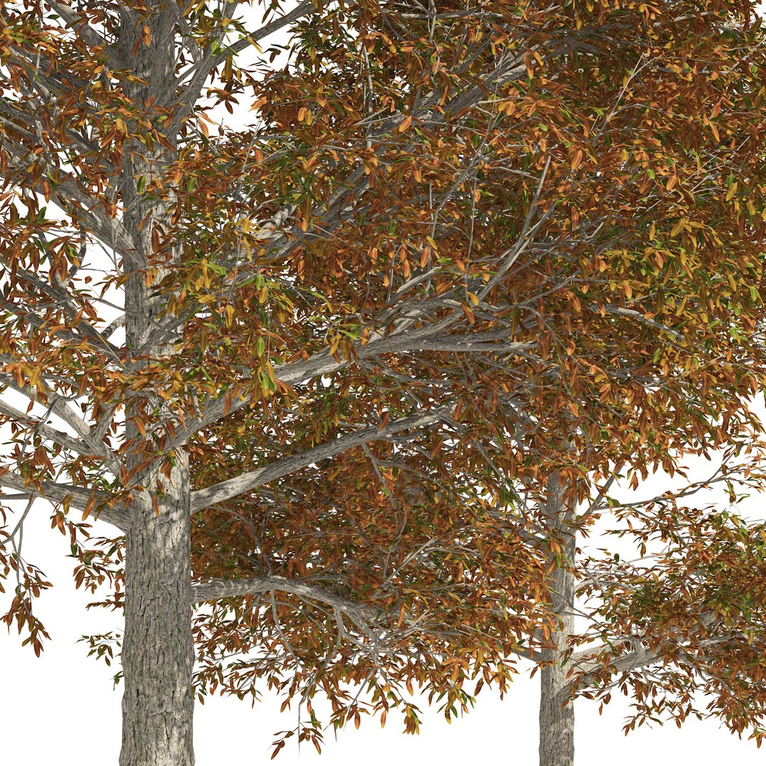 Autumn yellow Shingle Oak Trees 3D model - TurboSquid 1993472