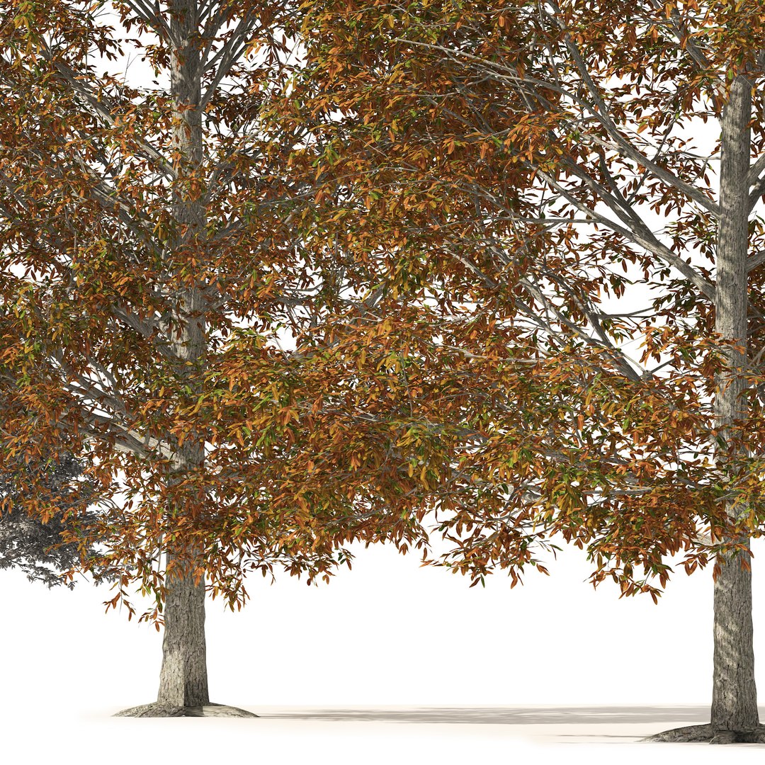 Autumn Yellow Shingle Oak Trees 3D Model - TurboSquid 1993472